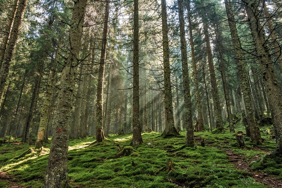 Vous aussi, participez à la Journée Internationale des Forêts ...